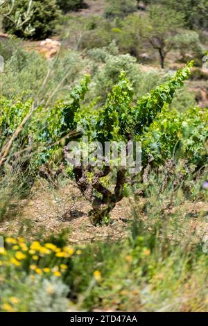 Experience stunning vineyard landscapes in the Priorat wine region ...