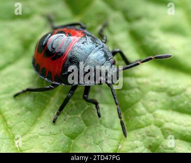 Blue Shieldbug Nymph, Zicrona caerulea, Pentatomidae, Hemiptera. Costa ...