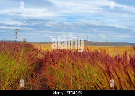 Serra da Canastra landscape with Melinis minutiflora herbs, Capin Melao ...