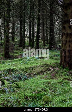 Pine trees in Glenariff Forest Park, County Antrim, Northern Ireland ...