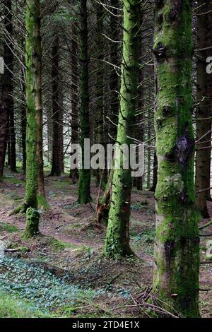 Pine trees in Glenariff Forest Park in County Antrim Northern Ireland ...