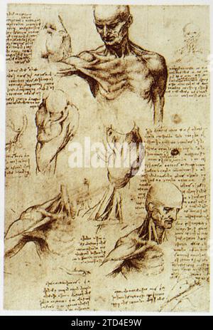 Leonardo da Vinci. Muscles of the shoulder at three stages of ...
