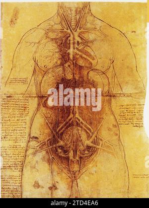 Dissection of the arterial system and principal organs of a woman ...