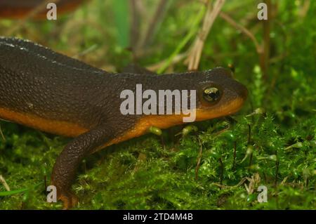 detailed closeup on a poisonous Californian Rough skinned newt, Taricha ...