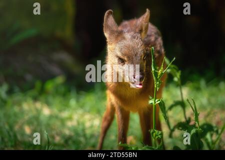 Baby Gray Brocket (Mazama gouazoubira) - South American Deer Stock ...