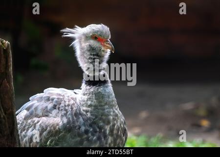 Southern screamer bird (Chauna torquata, also known as crested screamer ...