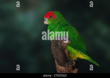 Male Pileated Parrot (Pionopsitta pileata Stock Photo - Alamy