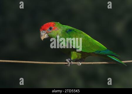 Male Pileated Parrot (Pionopsitta pileata Stock Photo - Alamy
