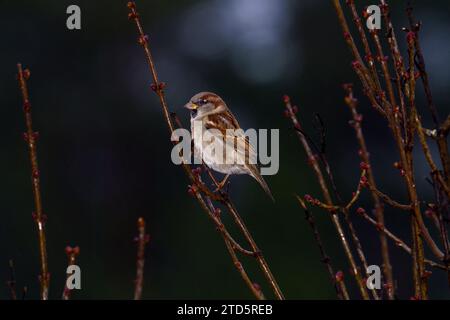 Passer domesticus Family Passeridae Genus Passer House sparrow wild ...