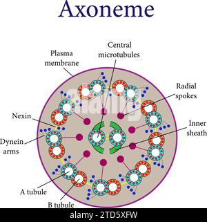 A Cross section of an axoneme .Vector illustration Stock Vector Image ...