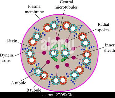 A Cross section of an axoneme .Vector illustration Stock Vector Image ...