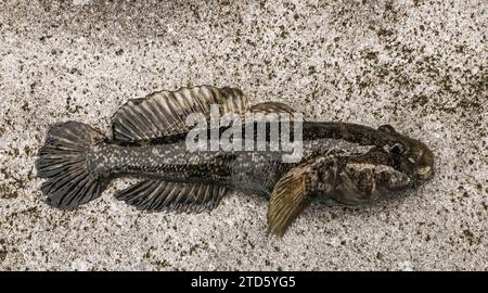 the Goby or Bull-calf Round Timber (Gobiidae) sea fish Stock Photo - Alamy