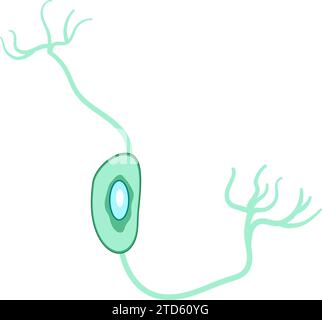 vector illustration nerve impulse transmission along neuron vector ...