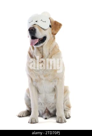Cute Labrador Retriever with sleep mask resting on white background ...