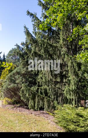 Full frame texture background of weeping white spruce (picea glauca ...