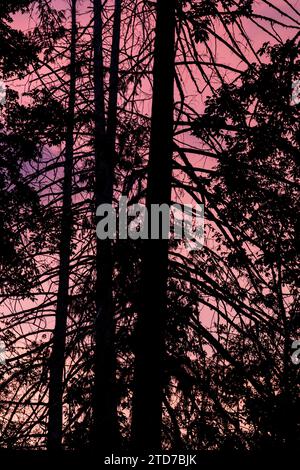 Red Alder and Western Redcedar trees in front of a dramatic sunset ...
