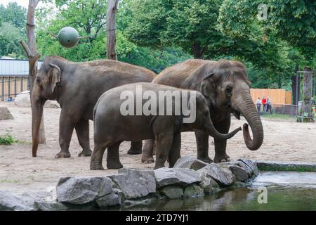 Asian elephants at the Berlin zoo, summer 2016 Stock Photo - Alamy