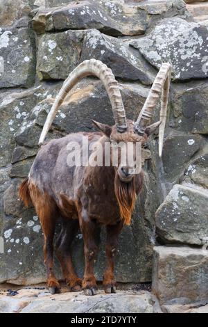 Mountain Goat in zoological garden getting fed from female hand Stock ...