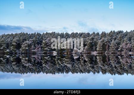 Snowy scots pine trees reflecting in Loch Garten, Highlands, Scotland ...
