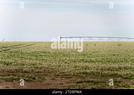 Agricultural pivot on a regenerative agriculture farm. Sustainable ...