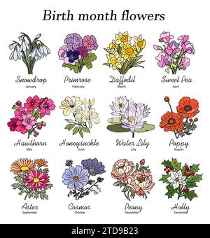 Spring cosmos flowers set clipart design. Cosmos 3d Flowers colorful ...