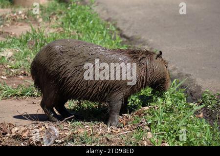 Fat Capybara, Hydrochoerus hydrochaeris, eats grass Stock Photo - Alamy