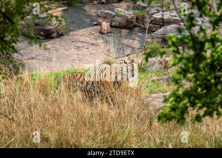 Tiger cub cuddling mother tigress in a beautiful vertical frame formed ...