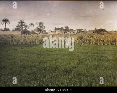 Surroundings of Cairo, Egypt, Africa Palm tree around Cairo at dusk ...