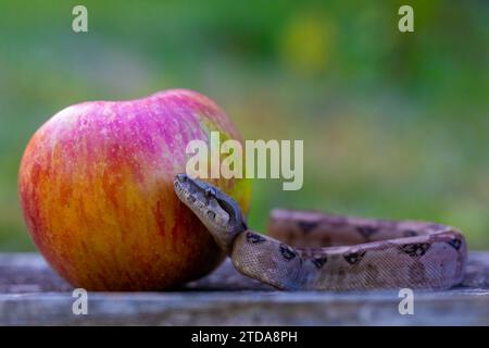 Snake with apple, boa constrictor in natural habitat: wildlife ...