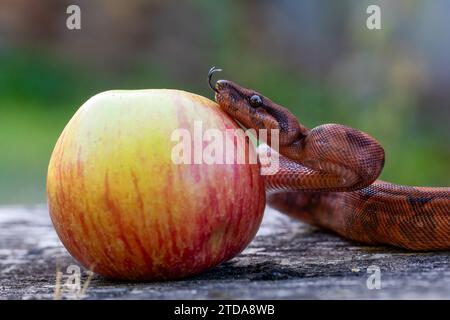 Snake with apple, boa constrictor in natural habitat: wildlife ...