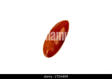 Boa Constrictor Unfertilized Eggs on White Background - Exotic Reptile ...