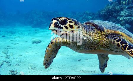 Hawksbill sea turtle (CR species) Hawksbill Turtle - Eretmochelys ...
