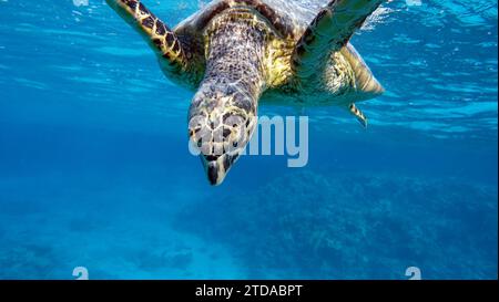 Hawksbill sea turtle (CR species) Hawksbill Turtle - Eretmochelys ...