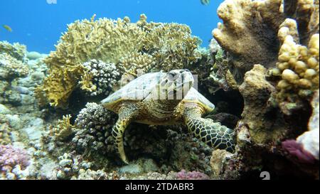 Hawksbill sea turtle (CR species) Hawksbill Turtle - Eretmochelys ...