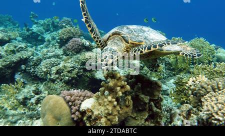 Hawksbill sea turtle (CR species) Hawksbill Turtle - Eretmochelys ...