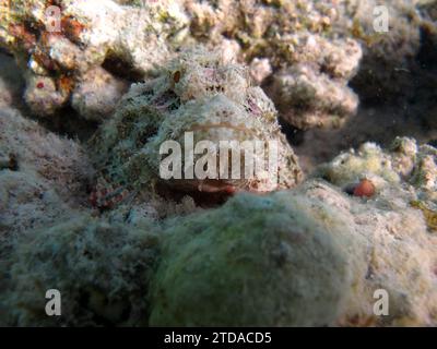 Stone fish - Synanceiidae. Ocean wart - this fish of the family ...