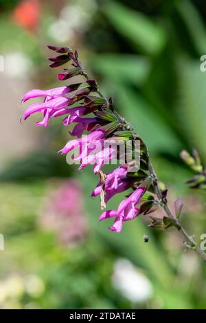 Close up of salvia pink amistad flowers in bloom Stock Photo - Alamy