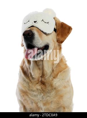 Cute Labrador Retriever with sleep mask resting on white background ...