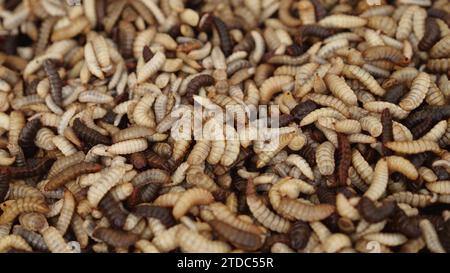 Black soldier fly larvae produced as animal feed. Hermetia illucens ...