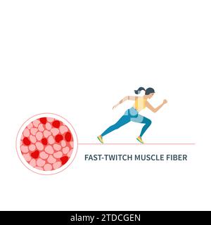 Fast twitch white muscle fiber type illustration Stock Vector Image ...