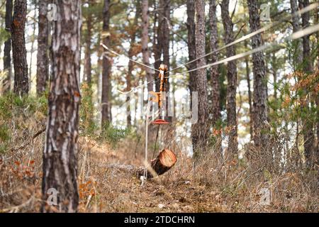 In the forest, workers are doing logging using equipment Stock Photo ...