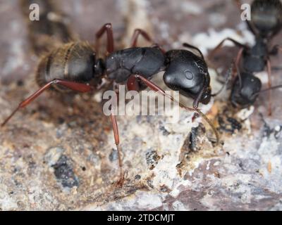 Western Black Carpenter Ant (Camponotus modoc Stock Photo - Alamy