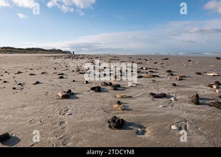 High tide line of a wide beach on which chunks of peat, shells and ...