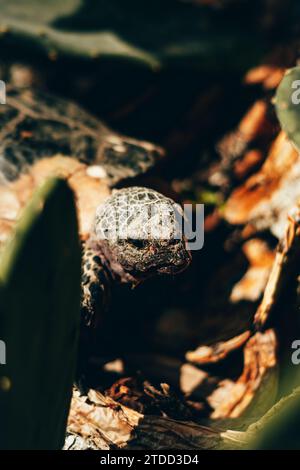 Turtle Pet Walk In A Bush In A Zoo Stock Photo - Alamy