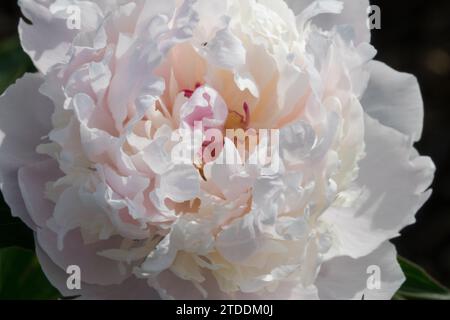 White Peony Paeonia 'Noemie Demay' rose tint flower soft pink colour ...