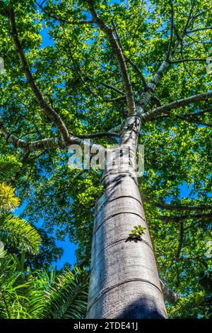 Very Tall Cuip Tree Cavanillesia platanifolia Palm Trees Green Leaves ...