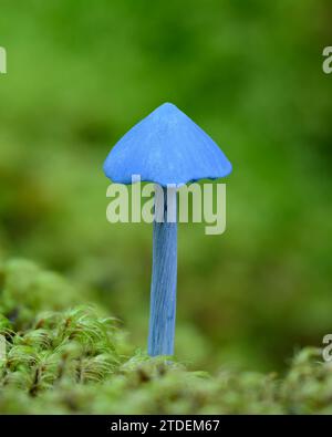 The blue mushroom Entoloma hochstetteri native to the rainforests of ...