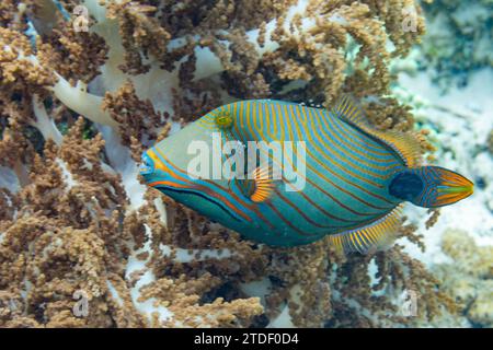 Orangestripe Triggerfish (Balistapus undulatus Stock Photo - Alamy