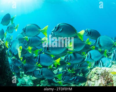 School of razor surgeonfish, Galapagos, Ecuador Stock Photo - Alamy