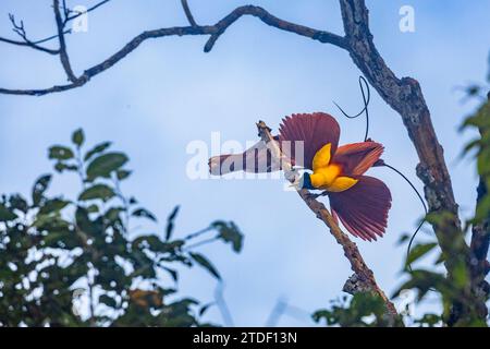 A pair of adult red birds-of-paradise (Paradisaea rubra), in courtship ...